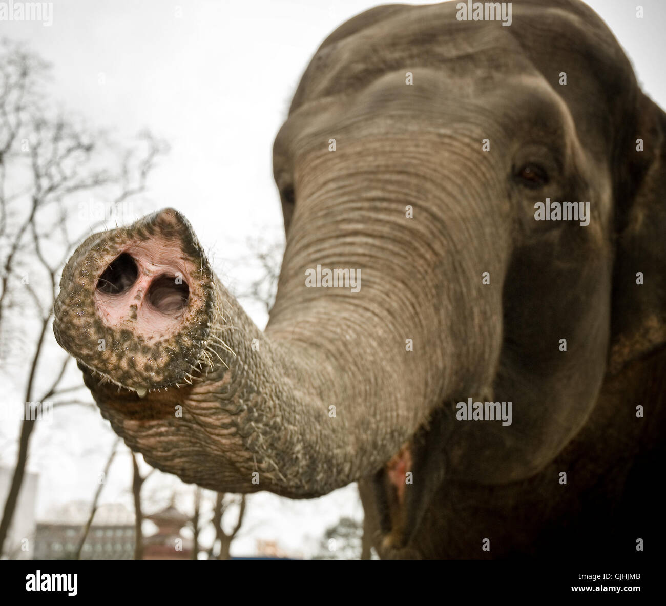 mouth curiosity curious Stock Photo - Alamy