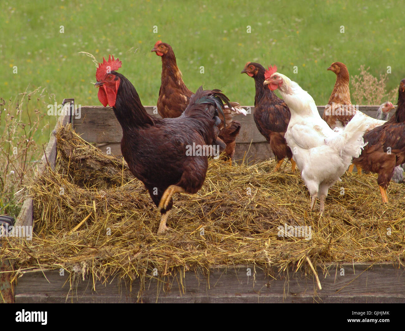 hens on dung carts Stock Photo - Alamy