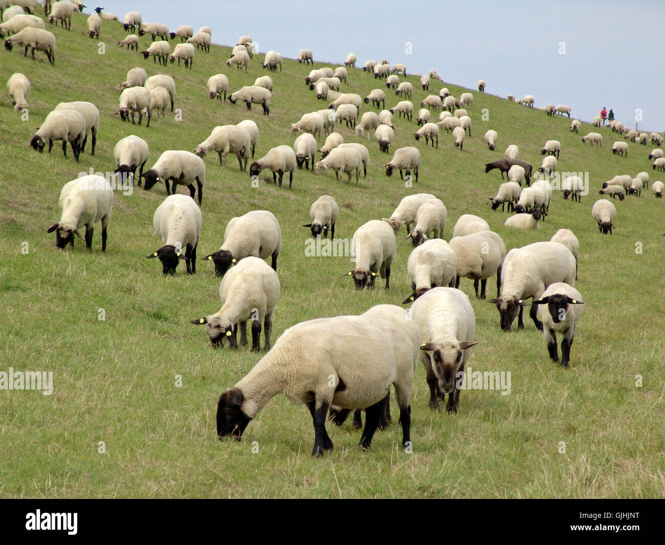 animal agriculture farming Stock Photo - Alamy