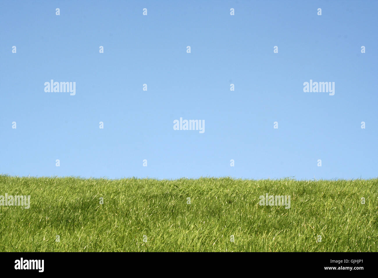 blue green field Stock Photo - Alamy