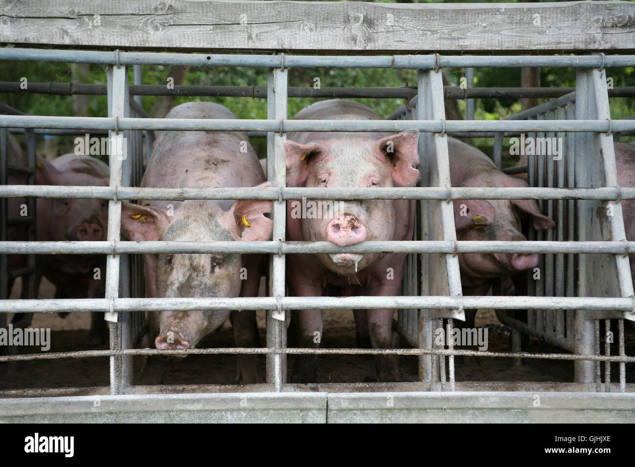 Quarantine stable hi-res stock photography and images - Alamy