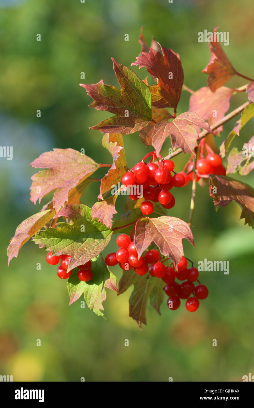 shrub berries berry Stock Photo - Alamy