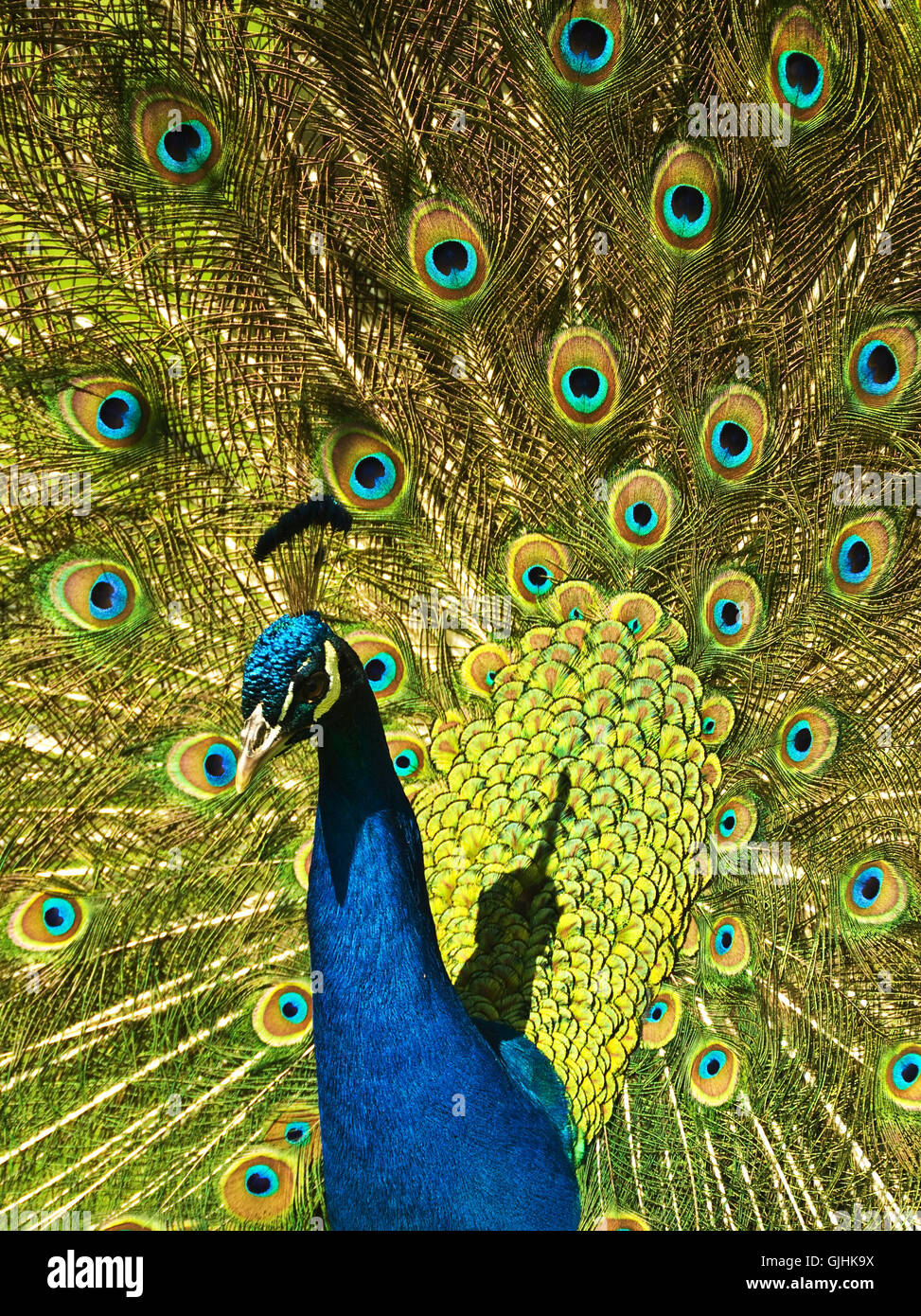 Blue big large enormous extreme hi-res stock photography and images - Alamy