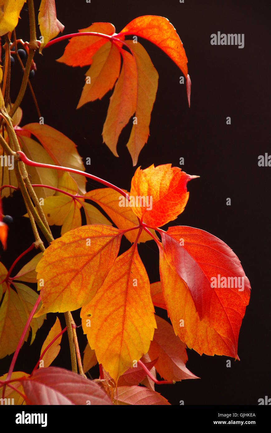 wild wine 07 Stock Photo - Alamy