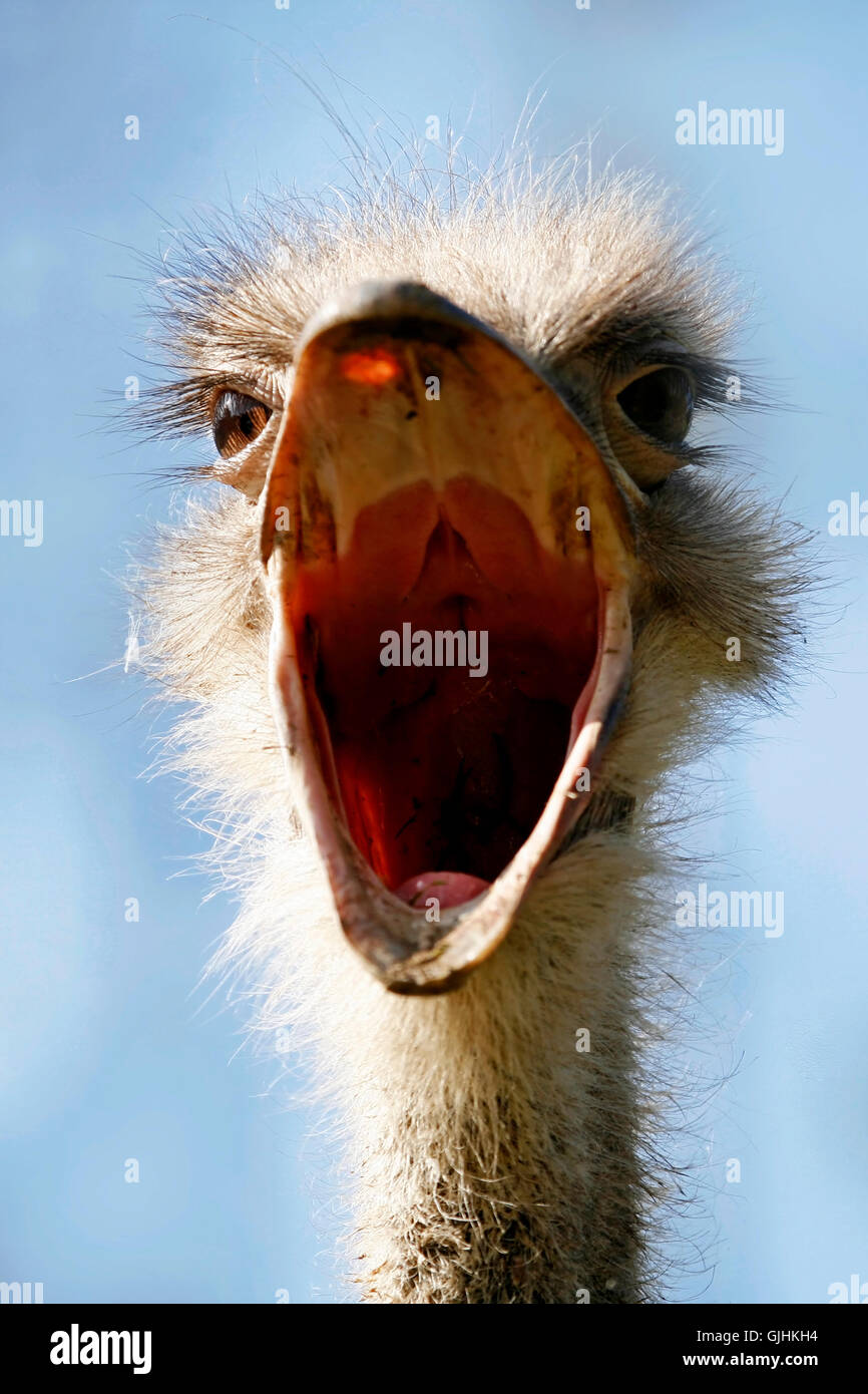 bird mouth birds Stock Photo - Alamy