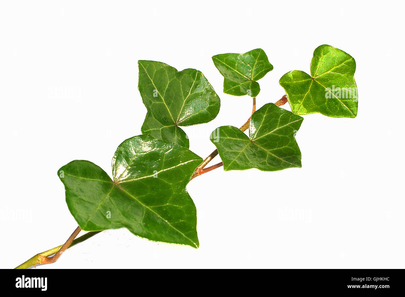 Climbing ivy plant Cut Out Stock Images & Pictures - Alamy