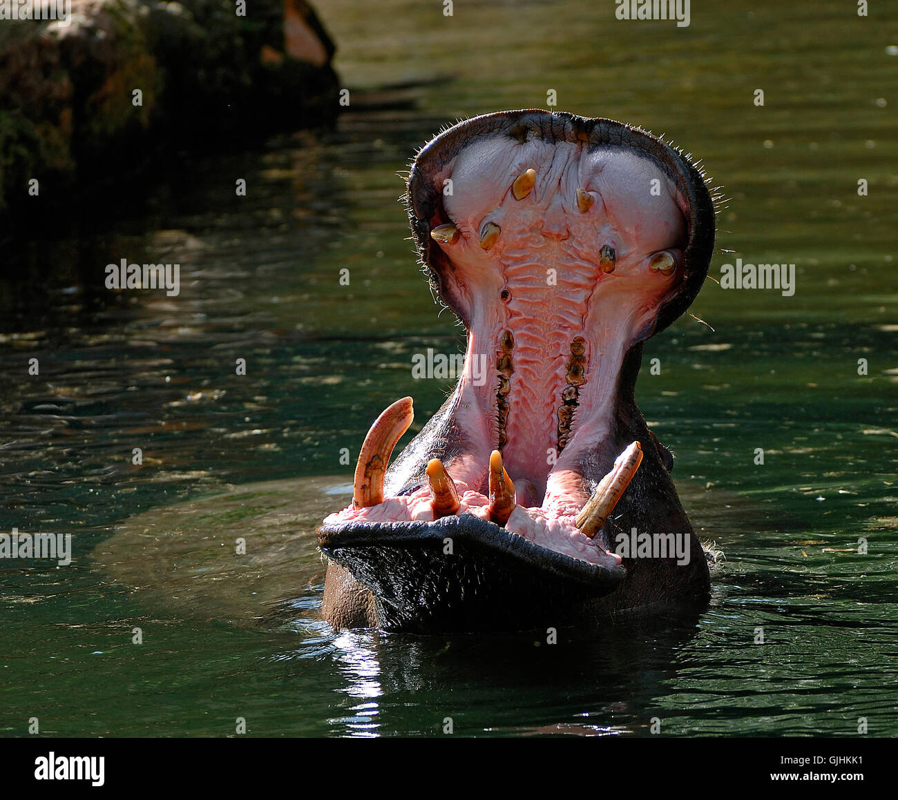 animal mouth teeth Stock Photo - Alamy