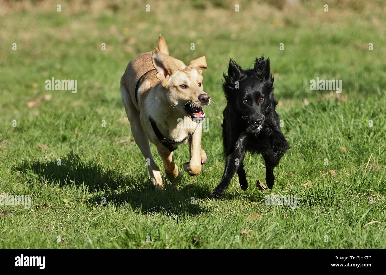 not catch me yet Stock Photo - Alamy