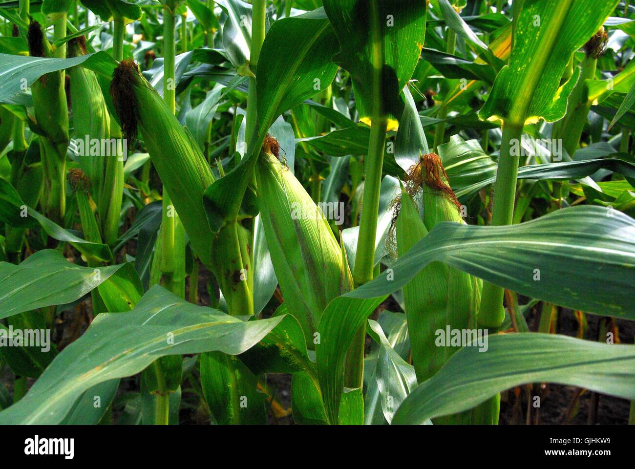 leaf detail fodder Stock Photo - Alamy
