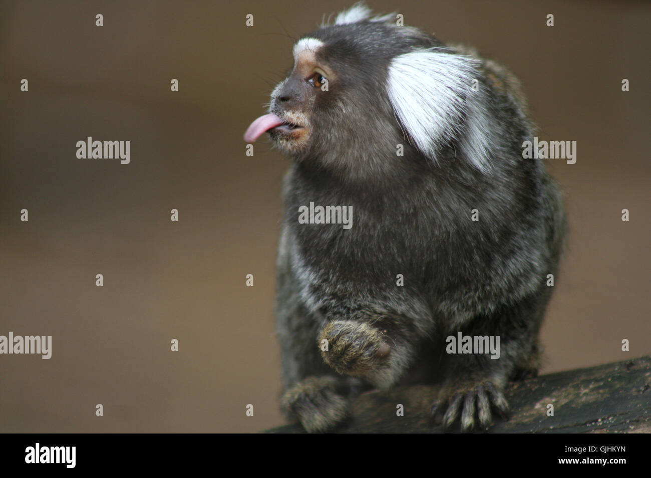 mammal tongue monkey Stock Photo - Alamy