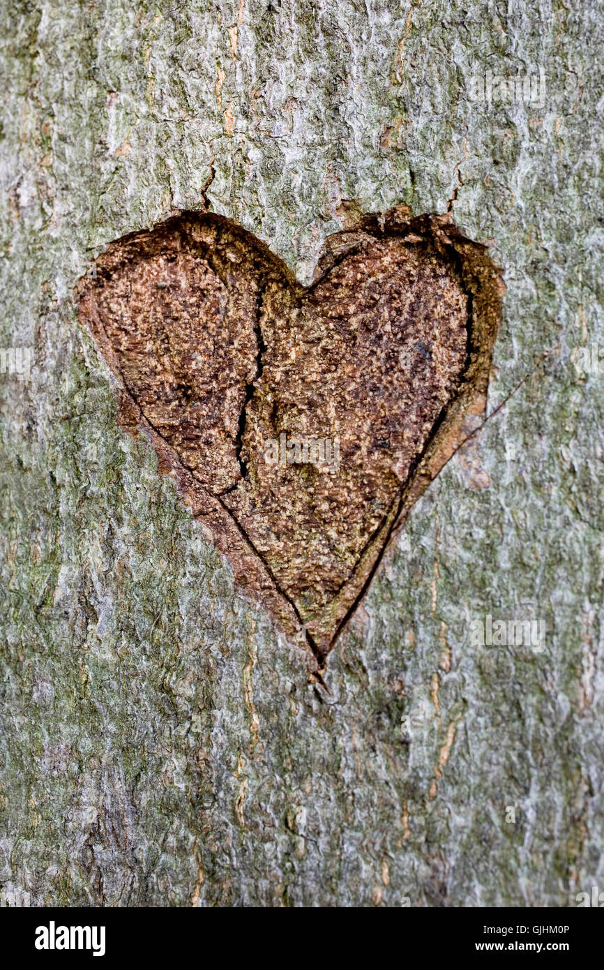 sign signal tree Stock Photo - Alamy