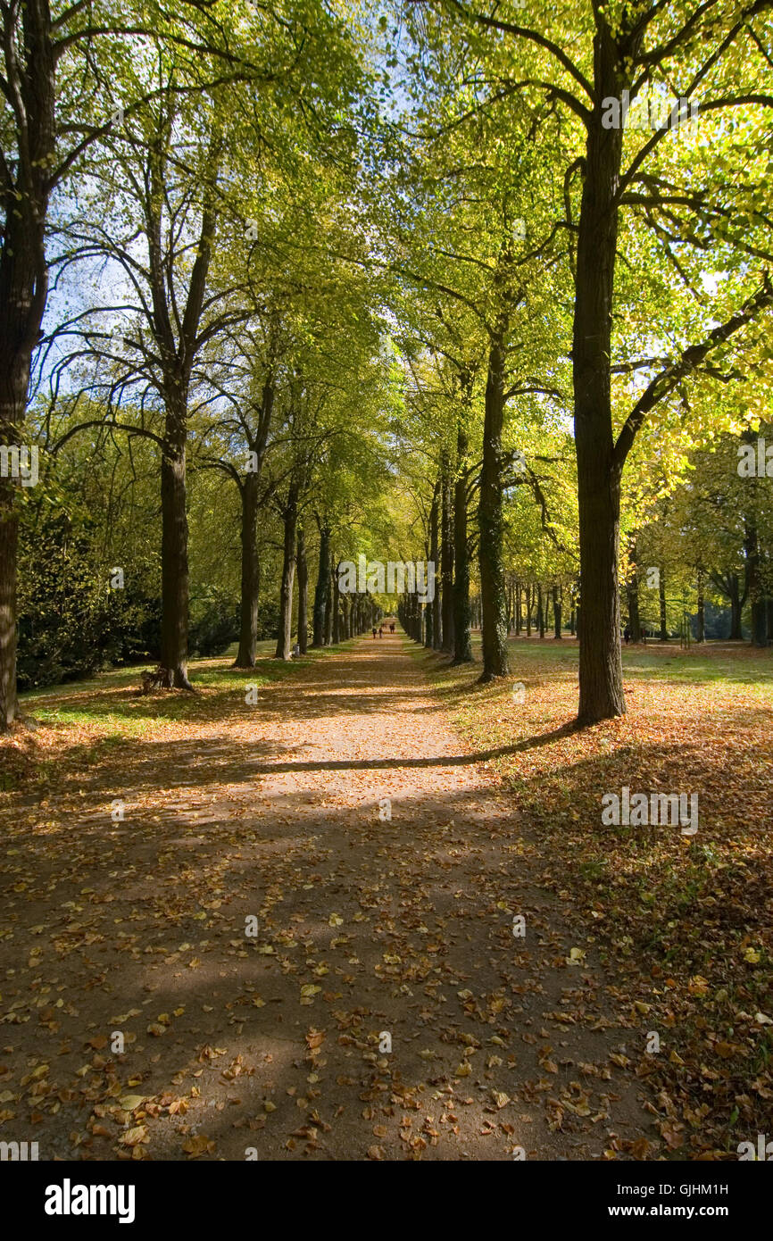 historical tree trees Stock Photo - Alamy
