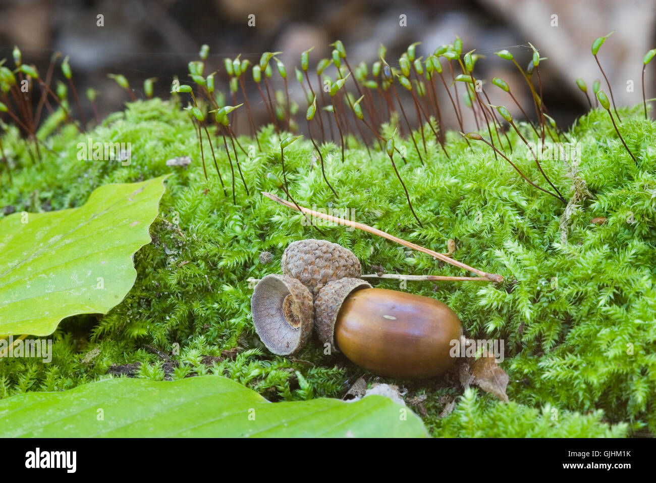 Beech fruit on moss hi-res stock photography and images - Alamy