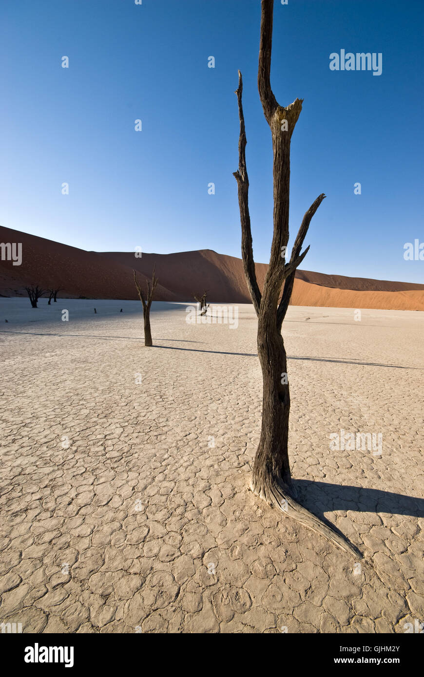 tree trees desert Stock Photo - Alamy