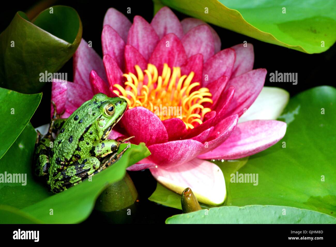 frog with water lily Stock Photo - Alamy