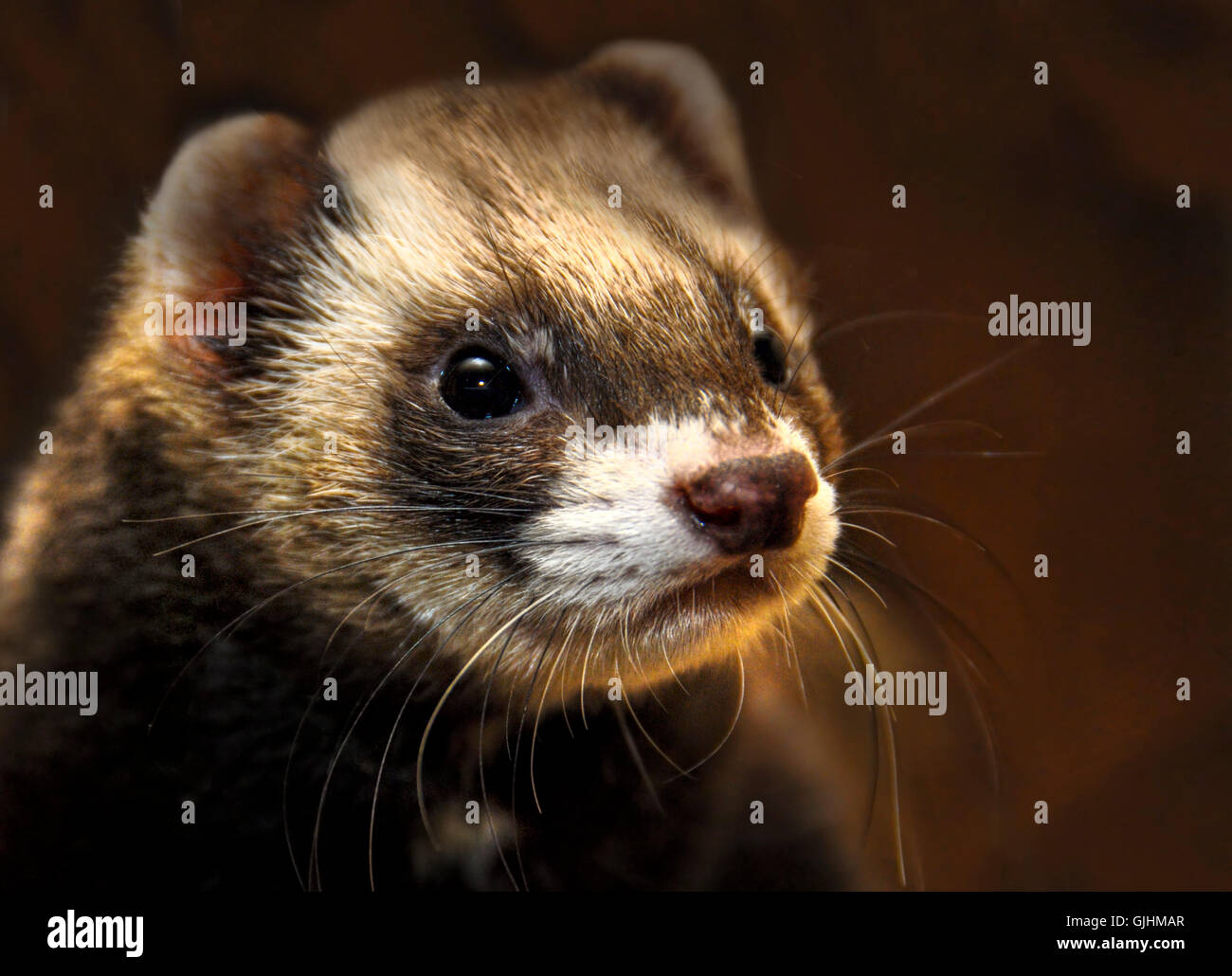 Foxi hi-res stock photography and images - Alamy