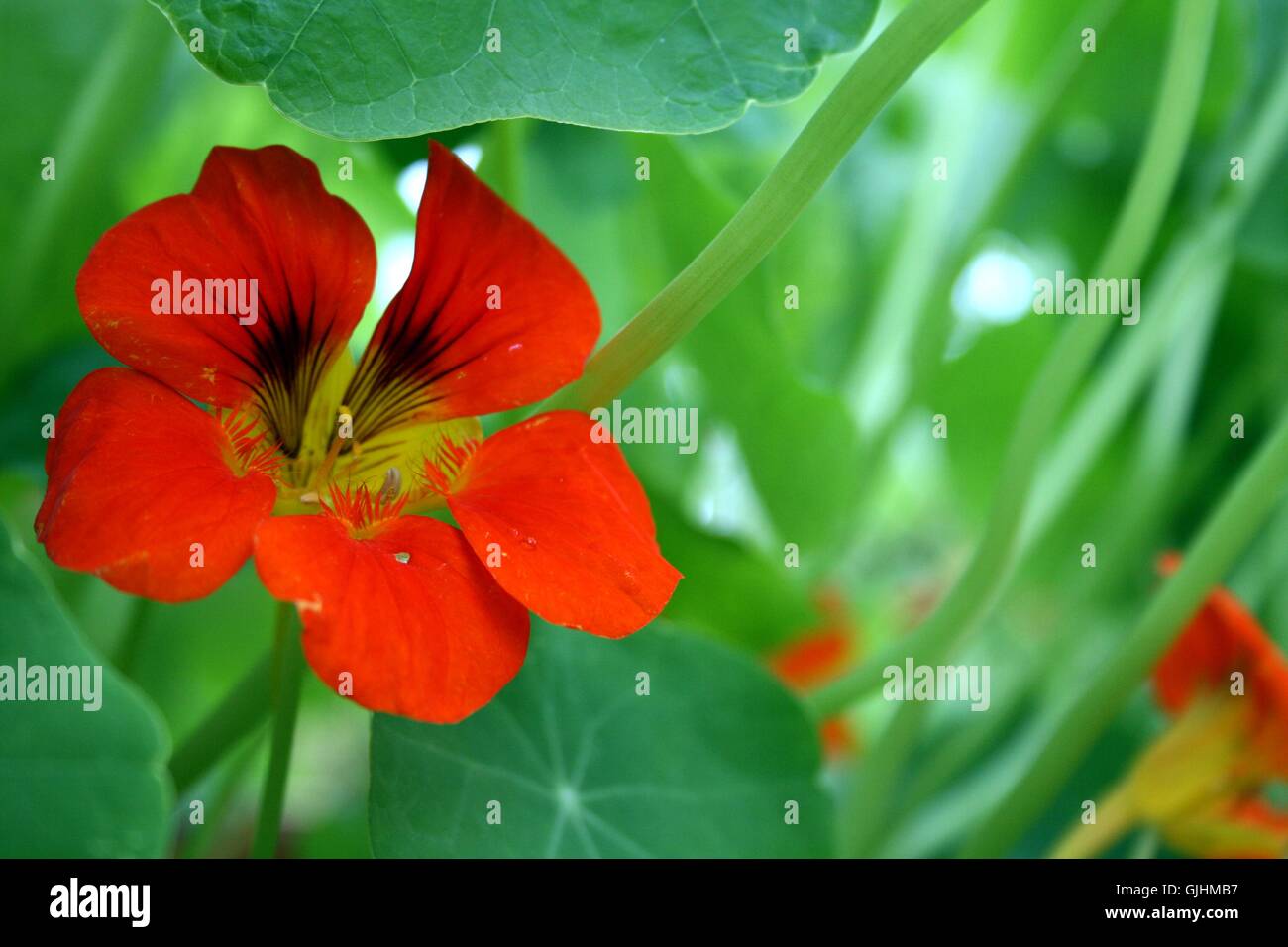 orange leaf plant Stock Photo - Alamy