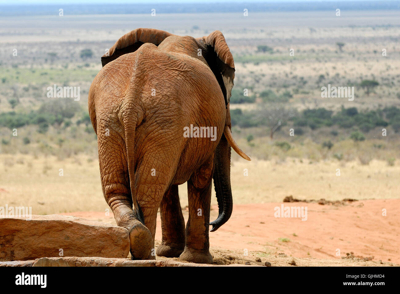 africa elephant kenya Stock Photo - Alamy