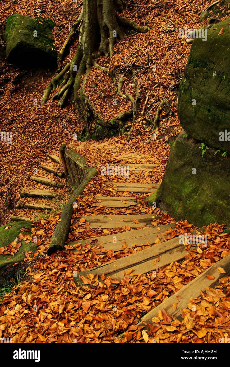 leaf tree stone Stock Photo - Alamy