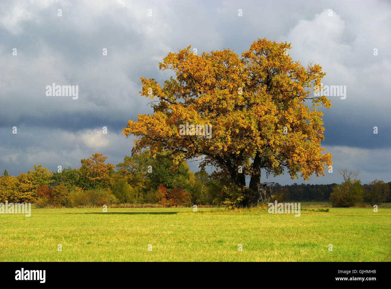 leaf colour tree Stock Photo - Alamy