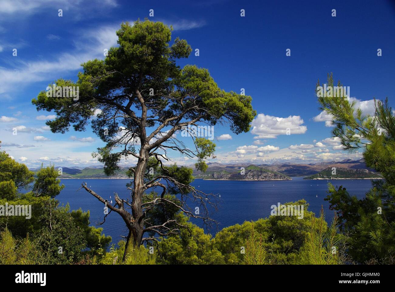 blue tree pine Stock Photo - Alamy