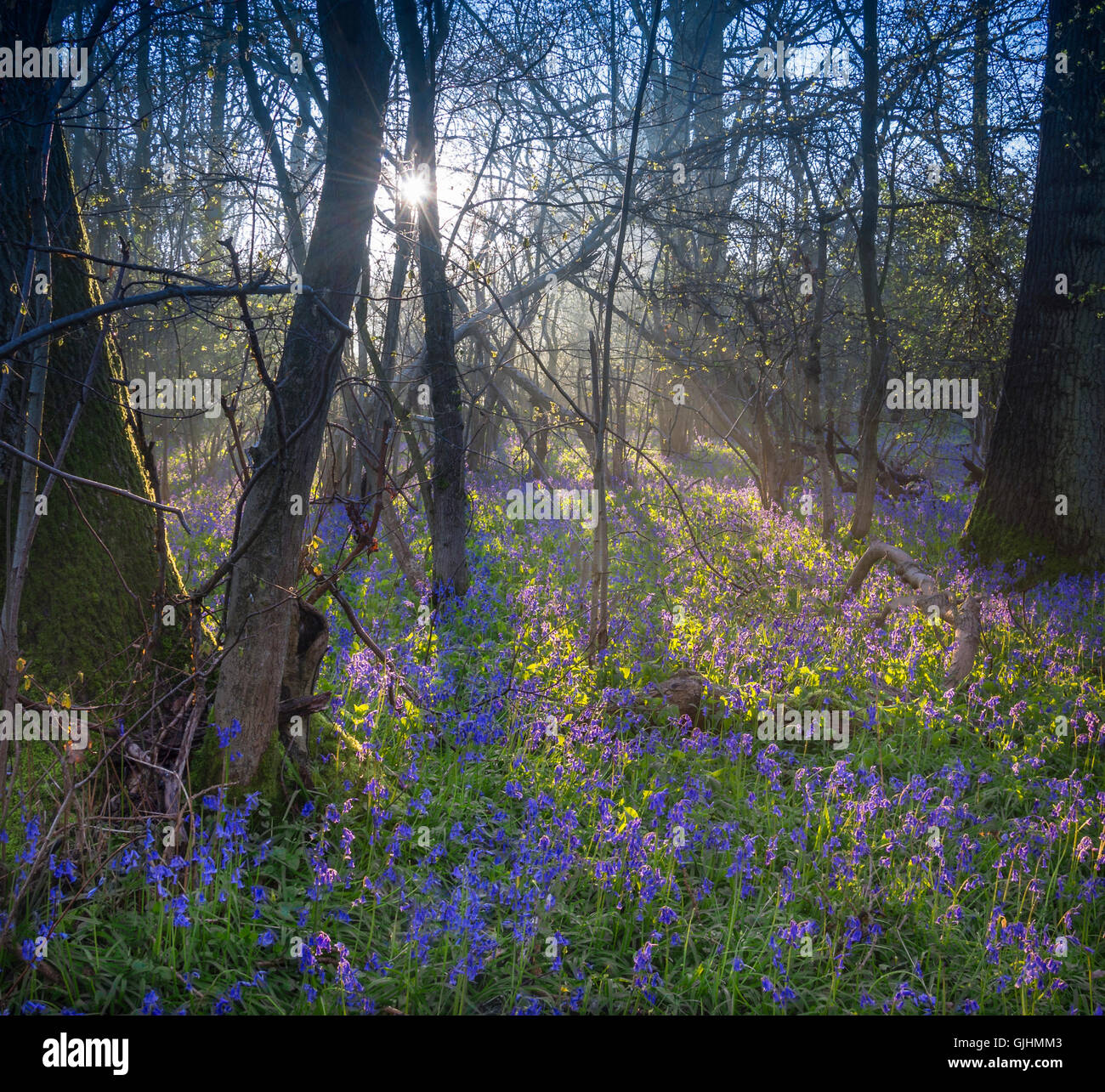 Bluebell Wood at Sunrise Stock Photo - Alamy