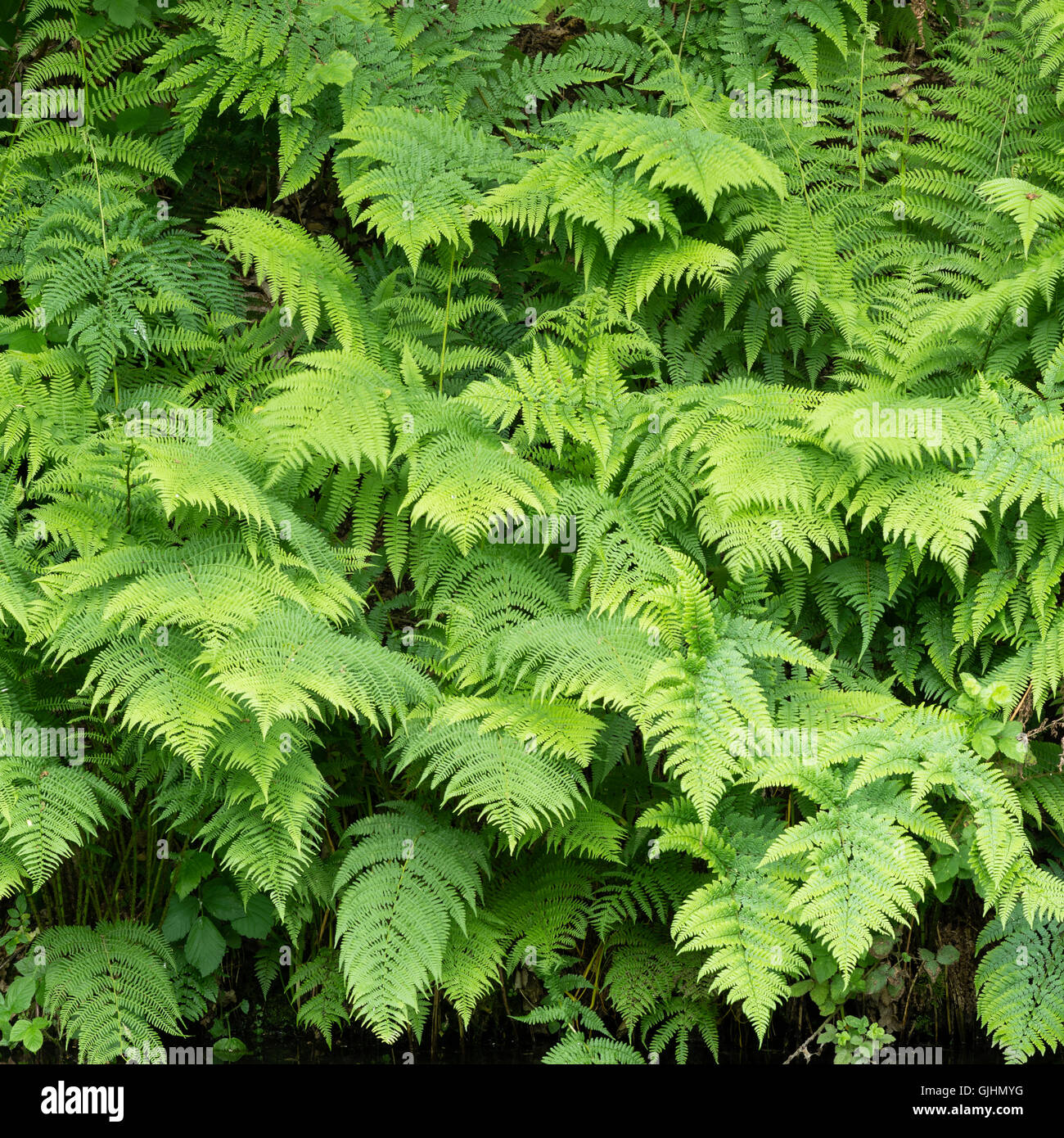 Thriving fern hi-res stock photography and images - Alamy