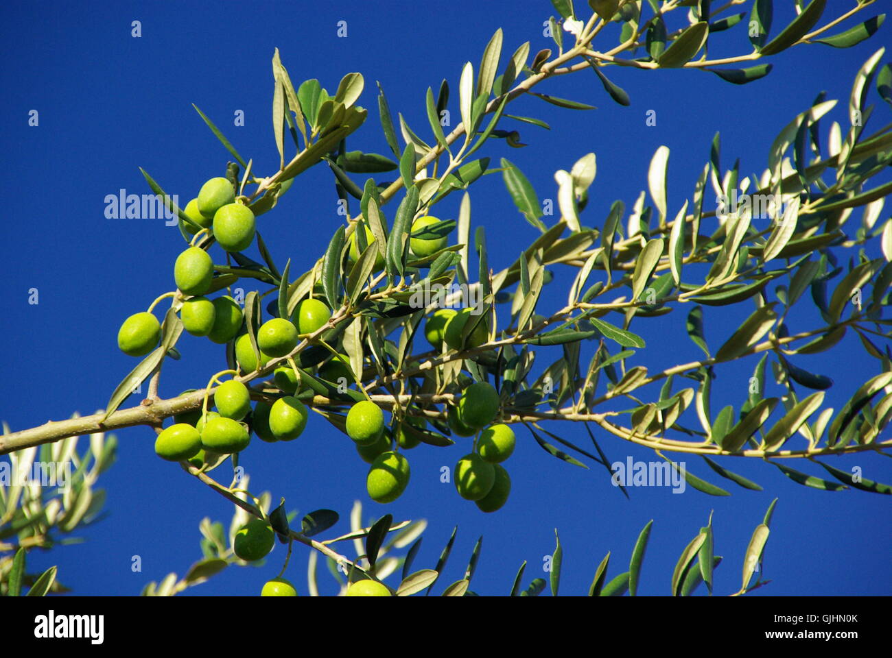 blue leaf culture Stock Photo - Alamy