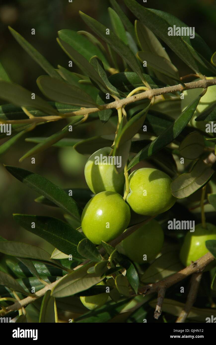 leaf culture tree Stock Photo - Alamy