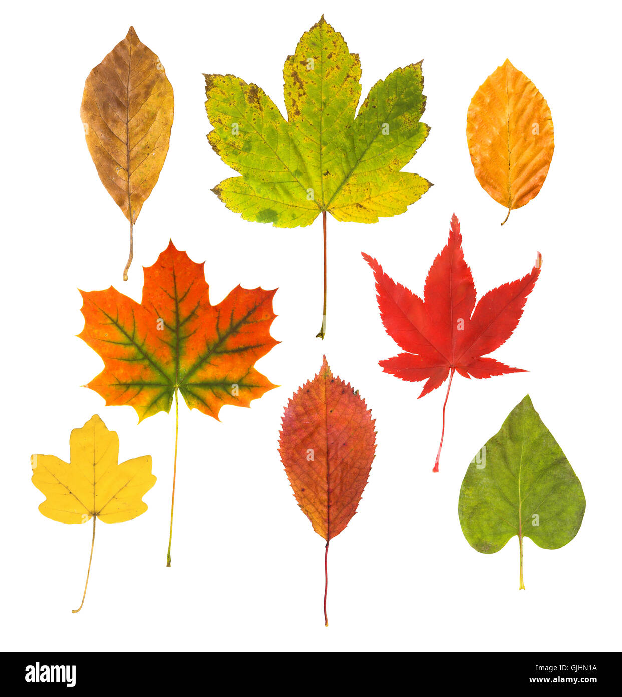 leaf tree trees Stock Photo - Alamy