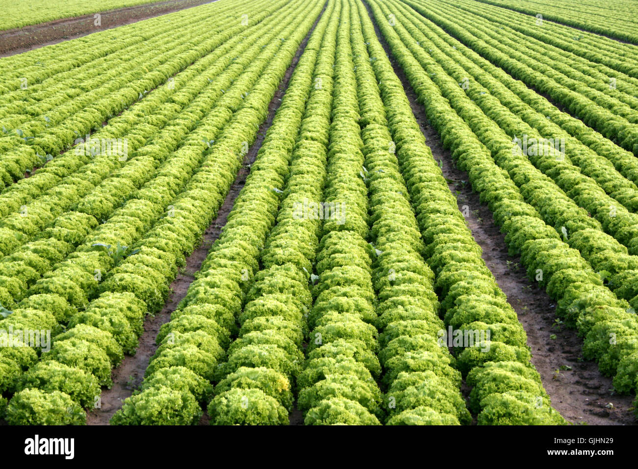 Lollo bianco lettuce hi-res stock photography and images - Alamy