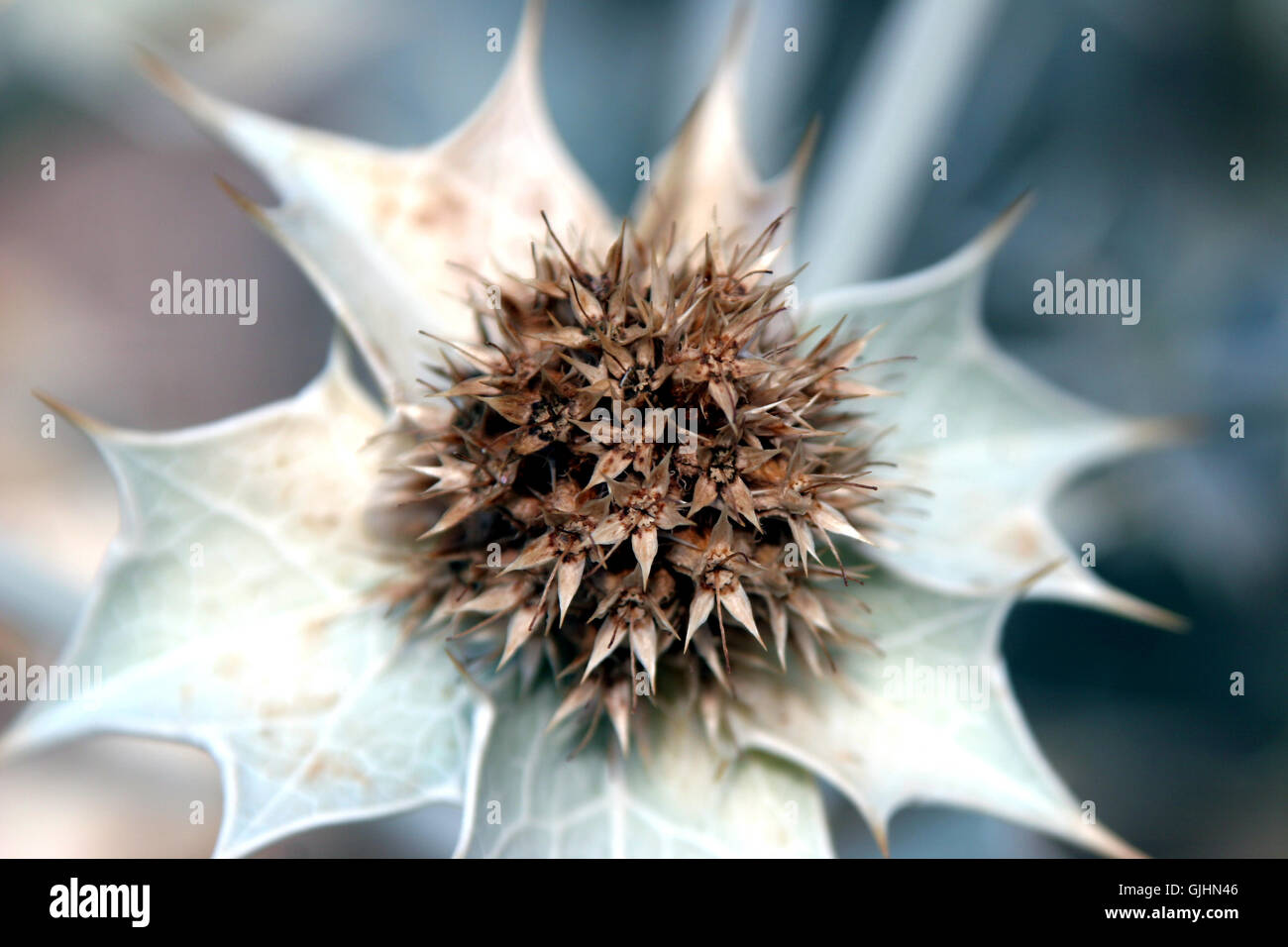 Dried milk thistle hi-res stock photography and images - Alamy