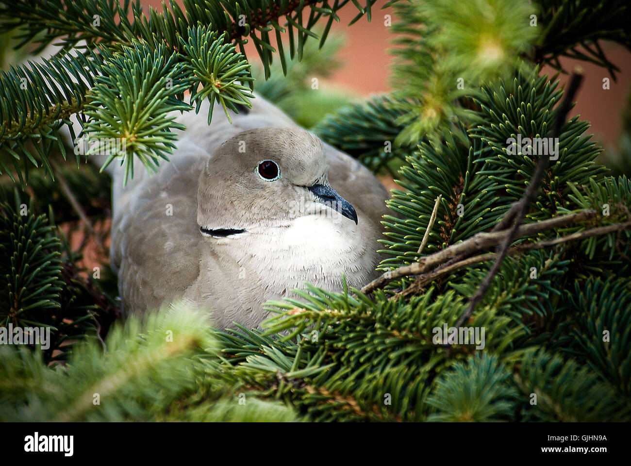 Spawn tree hi-res stock photography and images - Alamy