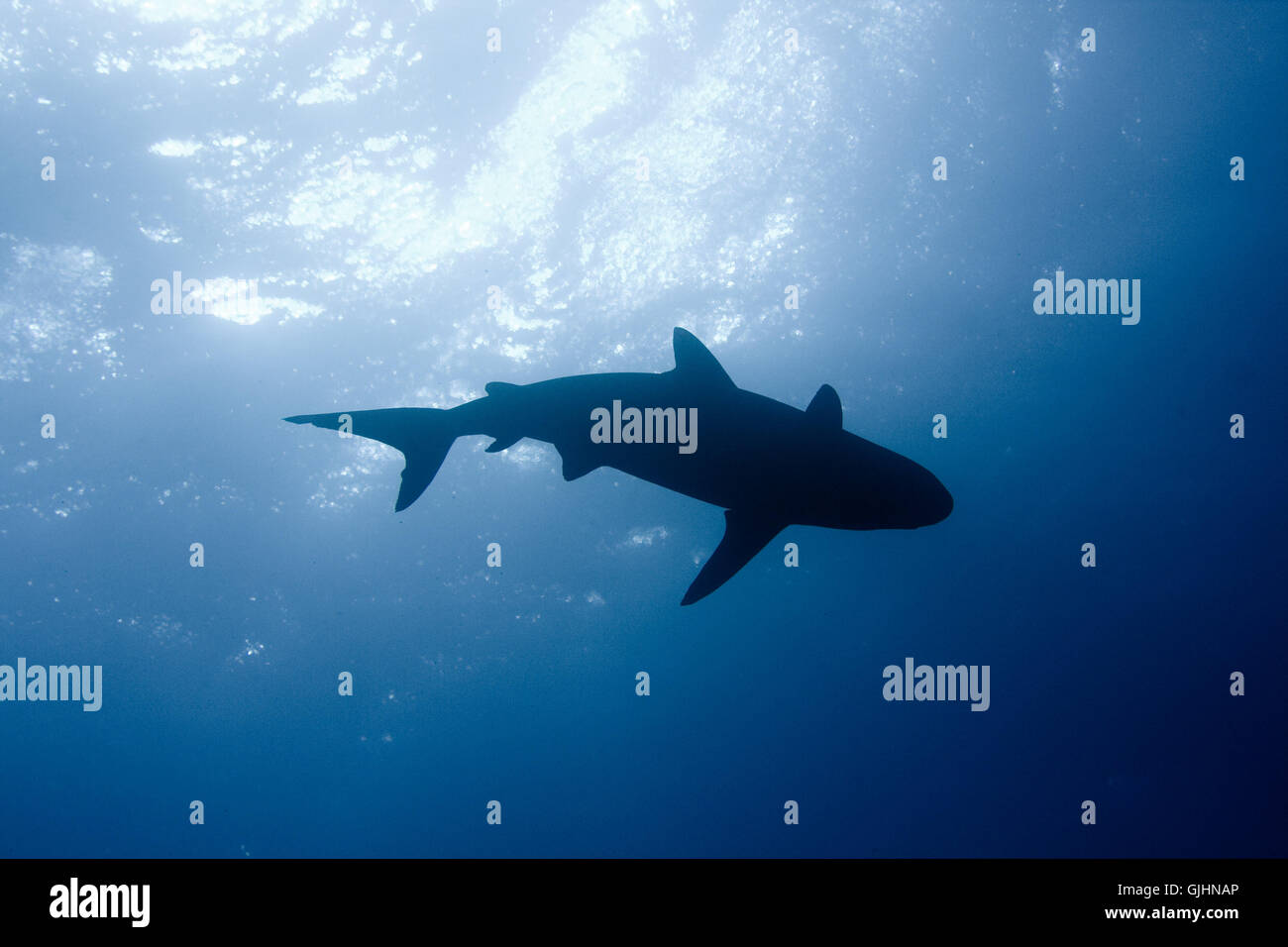 blue underwater dive Stock Photo - Alamy