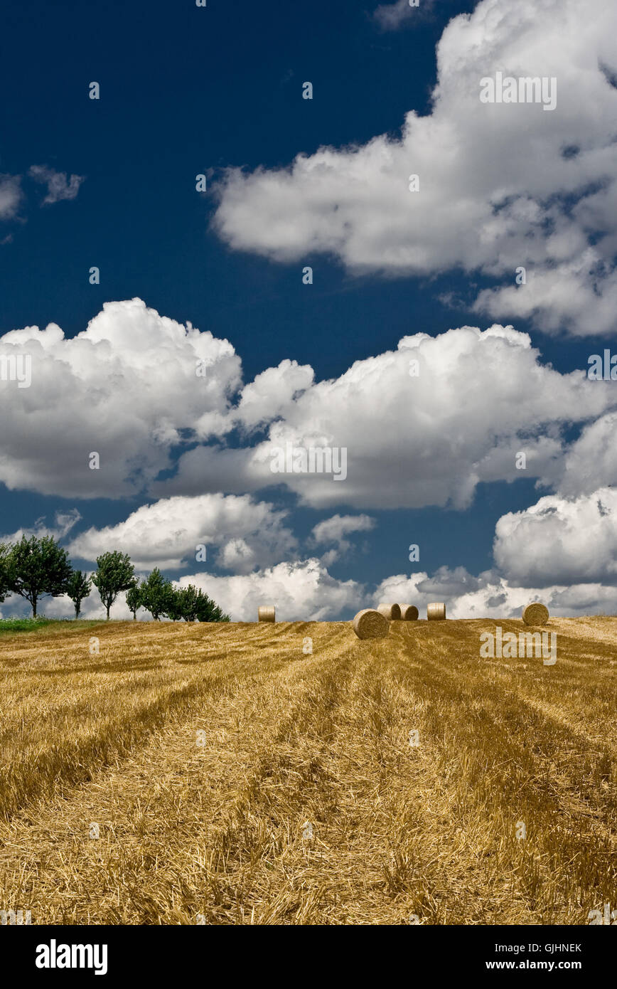summertime - harvest time Stock Photo - Alamy