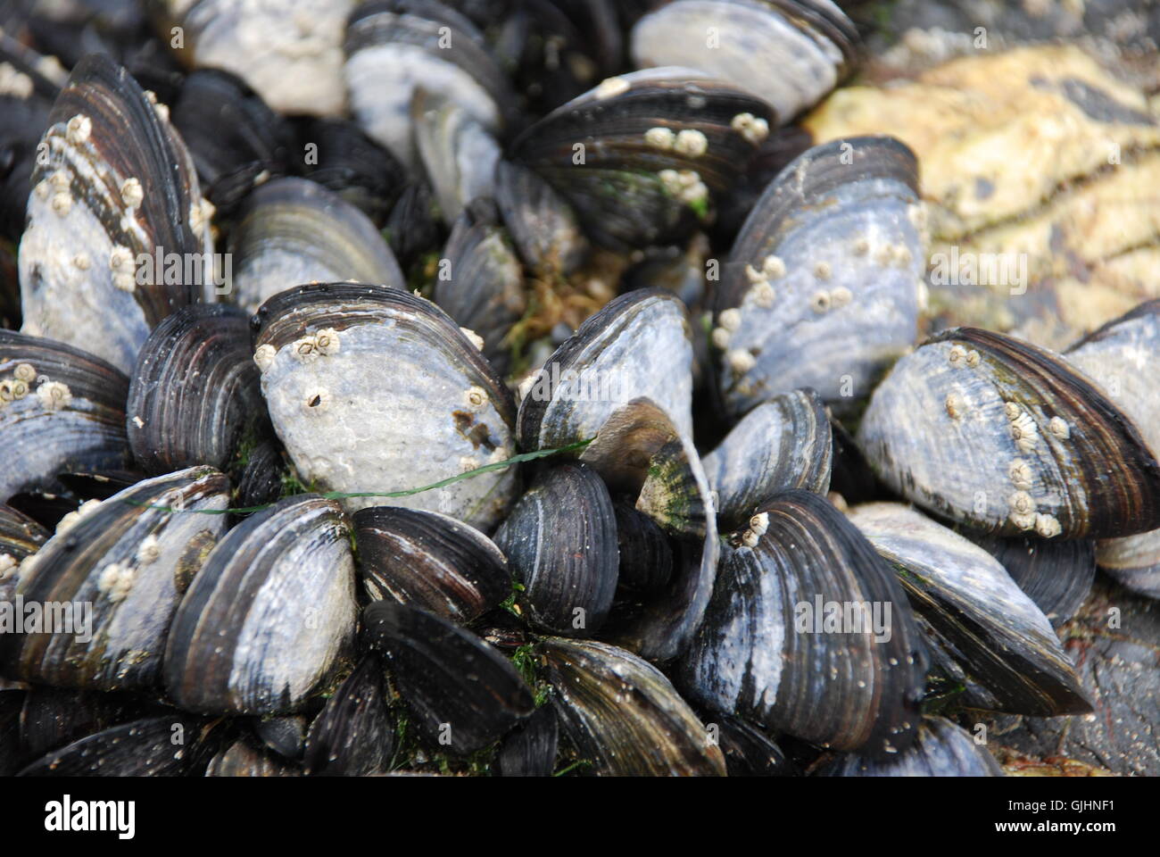 mussels in port isaac Stock Photo - Alamy