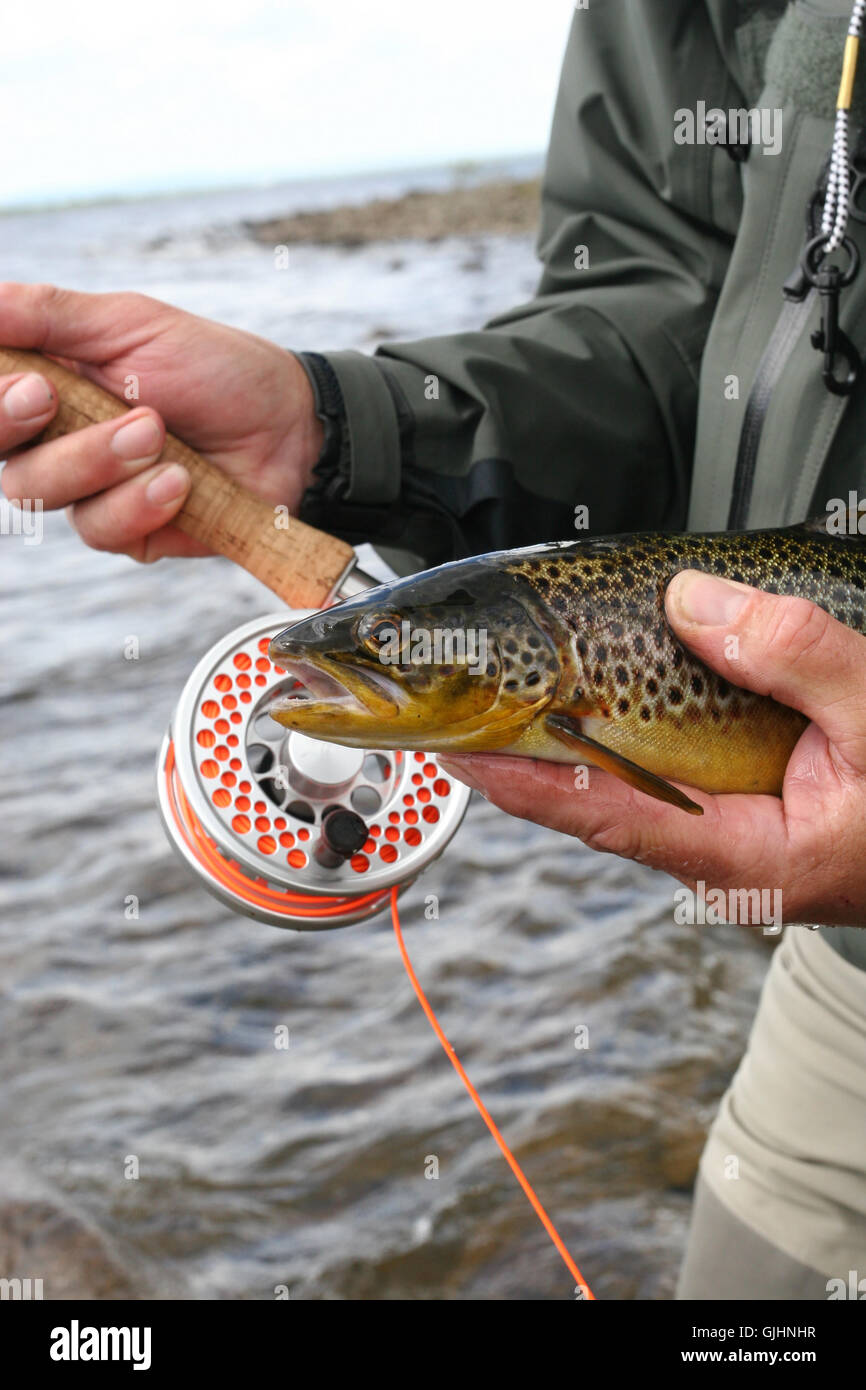 irish brown trout Stock Photo - Alamy