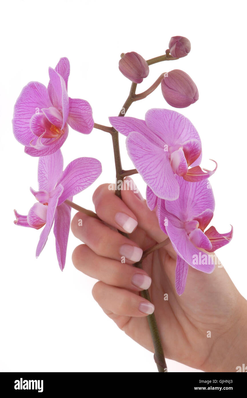 Nice fingernails hi-res stock photography and images - Alamy