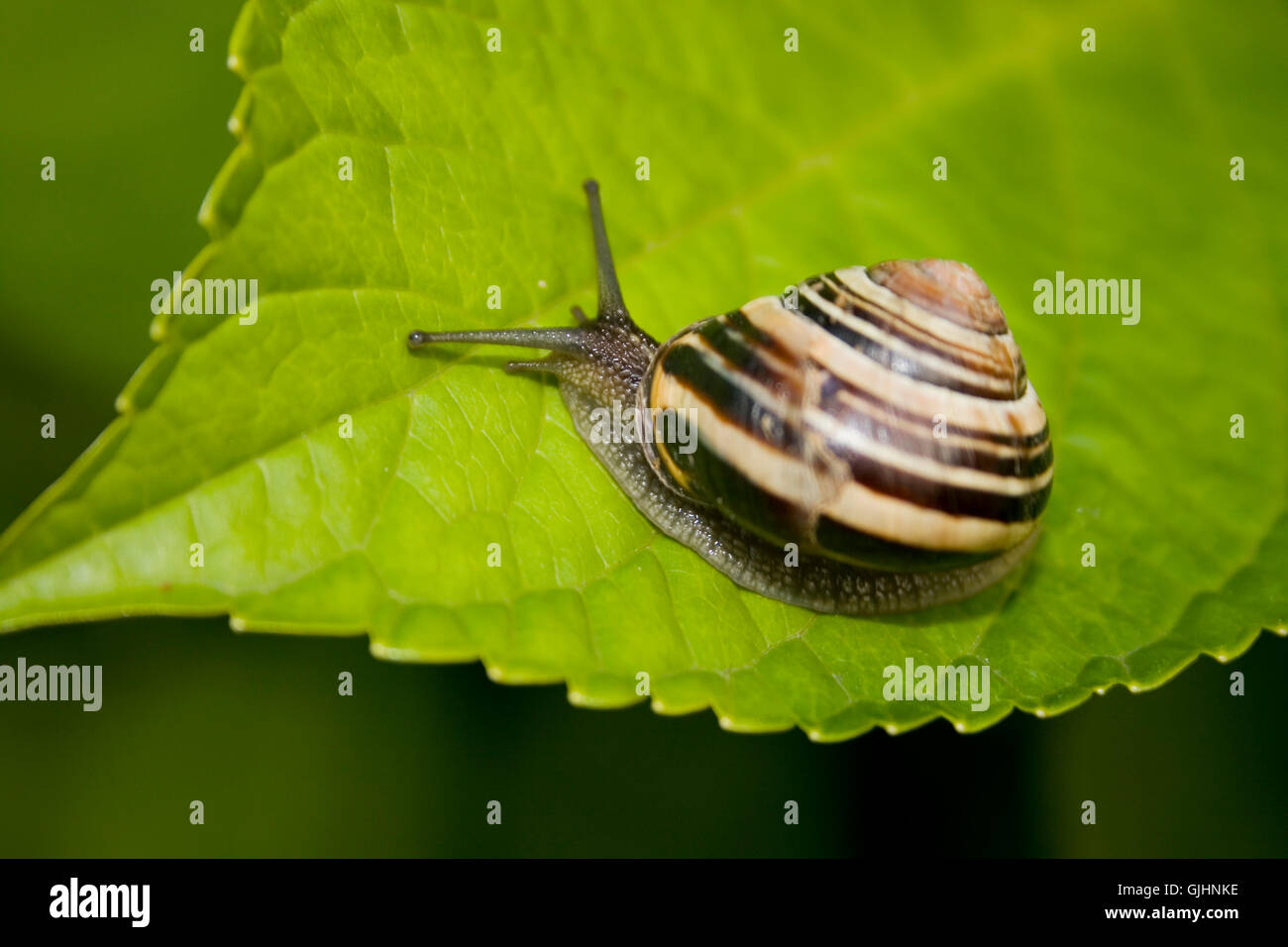 Speedy snail hi-res stock photography and images - Alamy