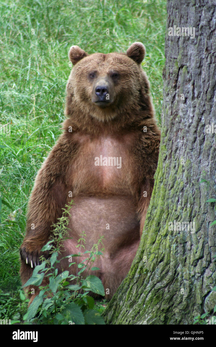bored brown bear Stock Photo - Alamy
