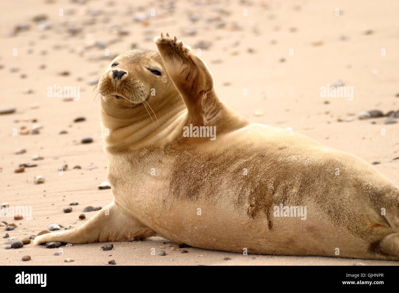 Seal animal hi-res stock photography and images - Alamy