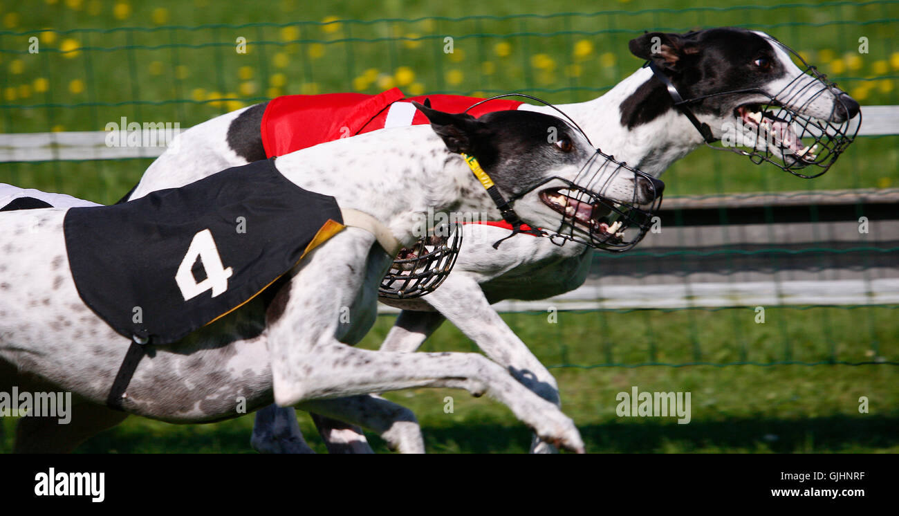 Greyhound dogs racing hi-res stock photography and images - Alamy