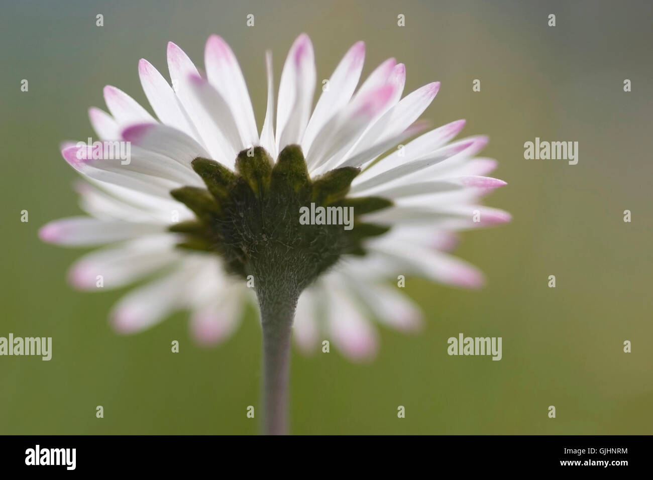 Underside daisy flower close up hi-res stock photography and images - Alamy
