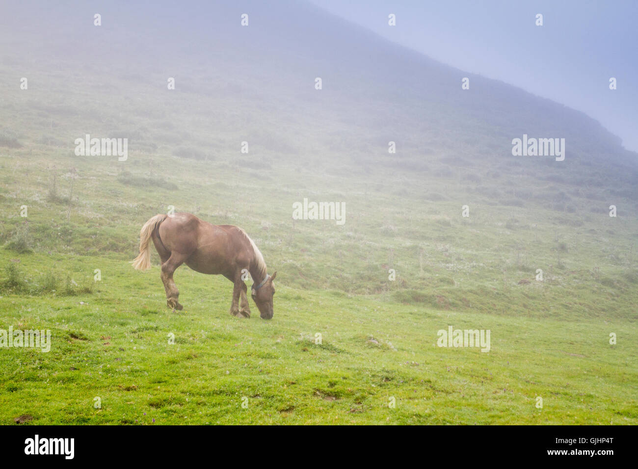 Basque mountain horse hi-res stock photography and images - Alamy