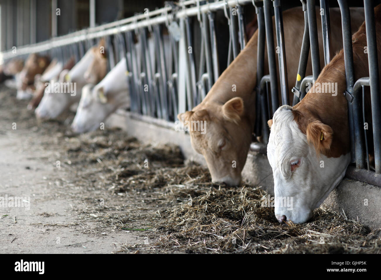 fodder animal row Stock Photo - Alamy