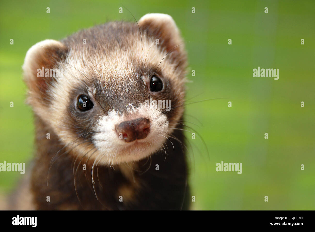 Ferrets High Resolution Stock Photography and Images - Alamy