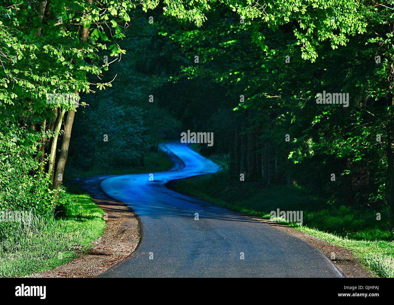 blue tree trees Stock Photo - Alamy