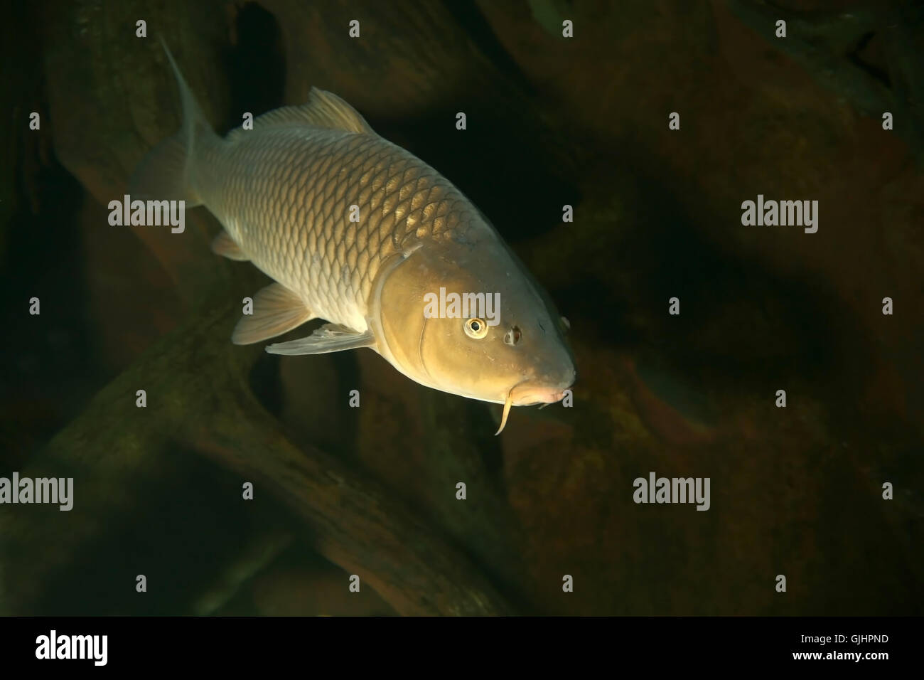 Scale of existence hi-res stock photography and images - Alamy