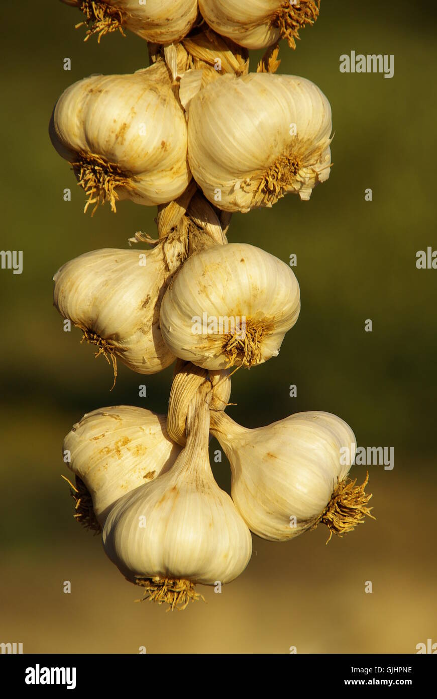 Garlic toe hi-res stock photography and images - Alamy