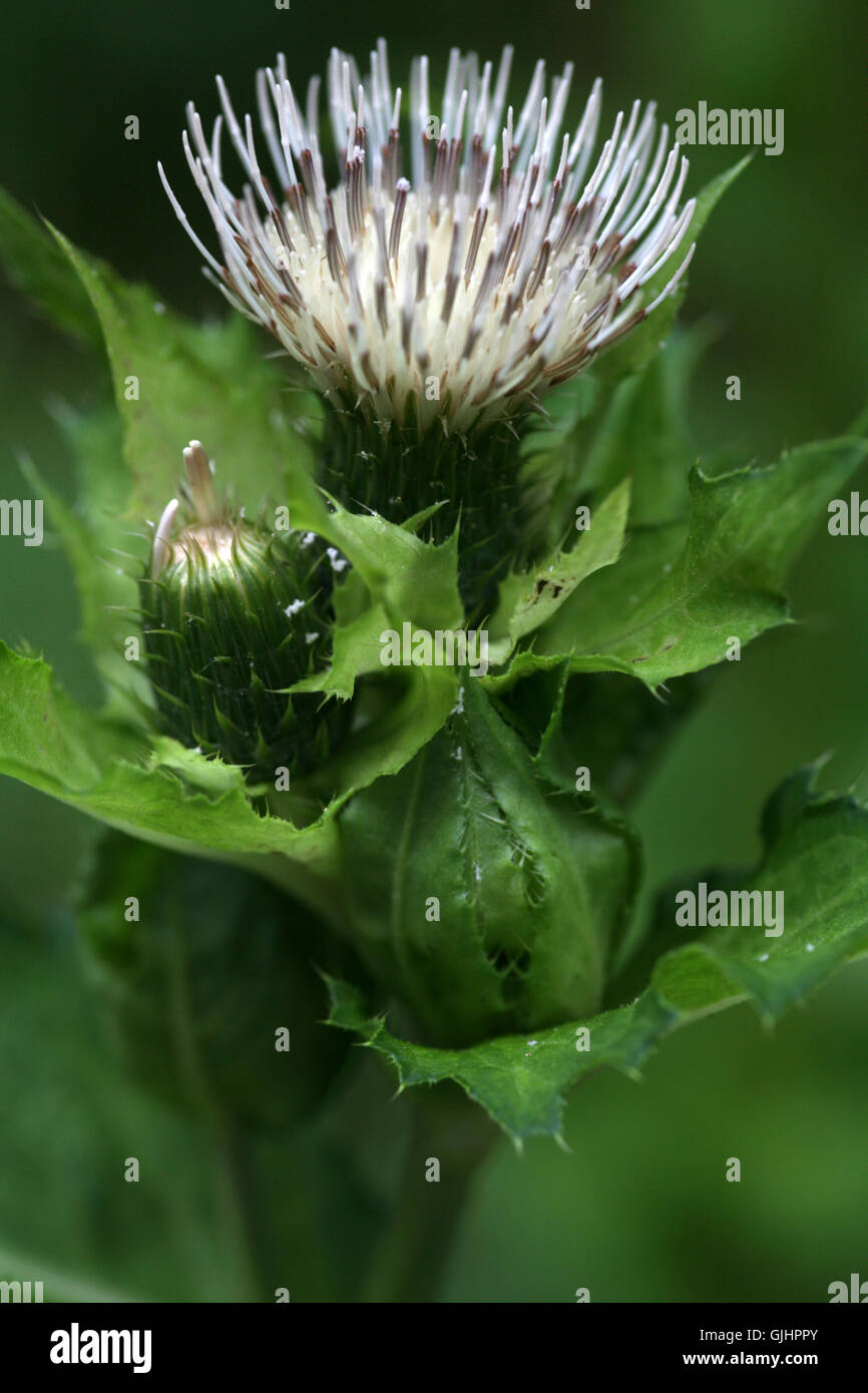 Cirsium Oleraceum Cabbage Thistle High Resolution Stock Photography and ...